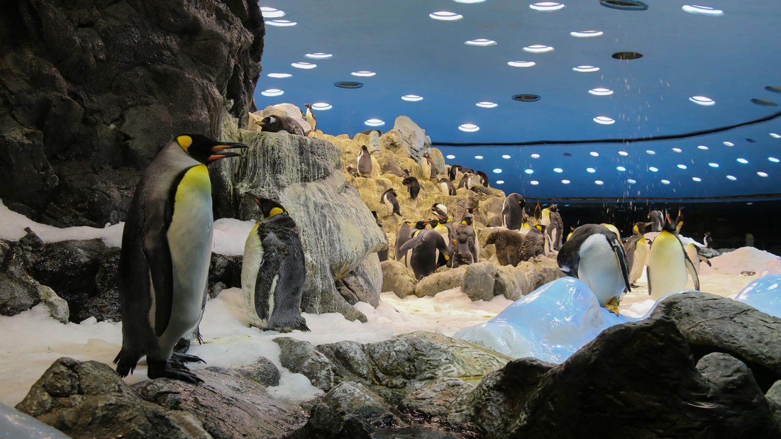 Loro Parque, una excursión familiar | Hello Kanári-szigetek